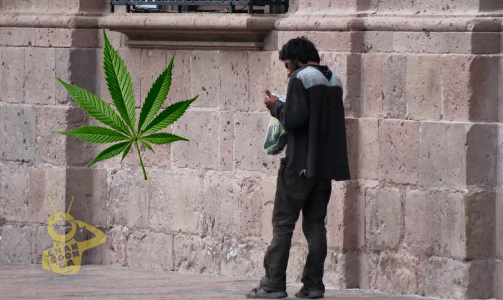 Consumo de cannabis en adultos aumenta en México; baja en adolescentes