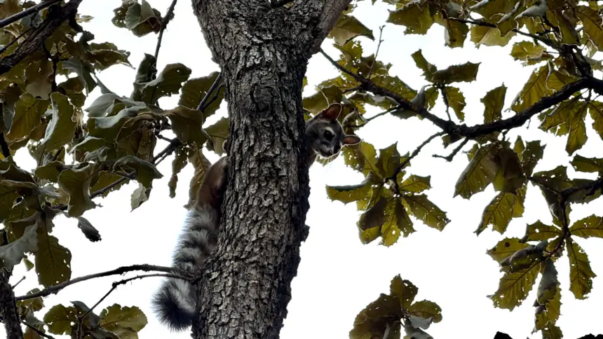 Rescatan y Liberan Cacomixtle en Tlajomulco de Zúñiga