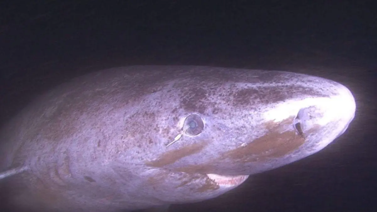 Tiburones de 400 años conservan visión perfecta por ADN reparado