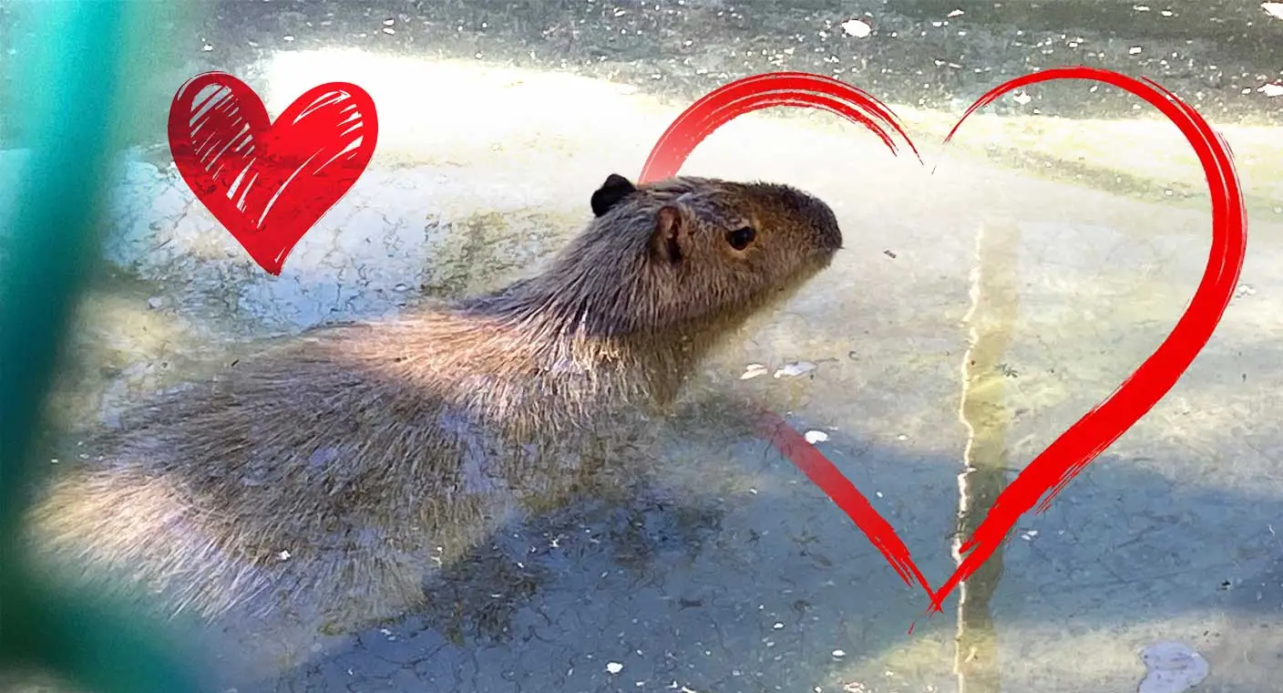 Buscan pareja ideal para capibara en el Centro Ecológico de Hermosillo