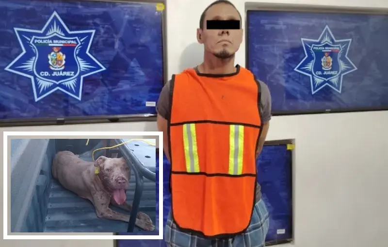 Madre denuncia a su hijo por maltratar a su perro en Ciudad Juárez