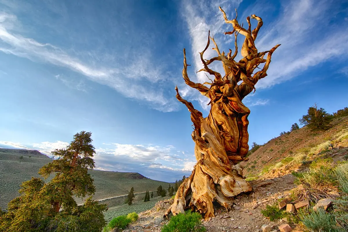 Matusalén, el pino de 4,850 años que desafía al tiempo en California