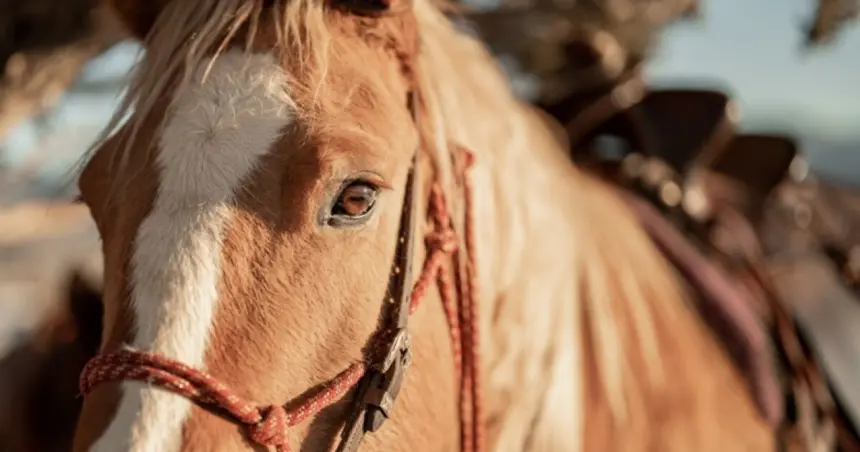 Los caballos pueden detectar el miedo humano a través del olfato