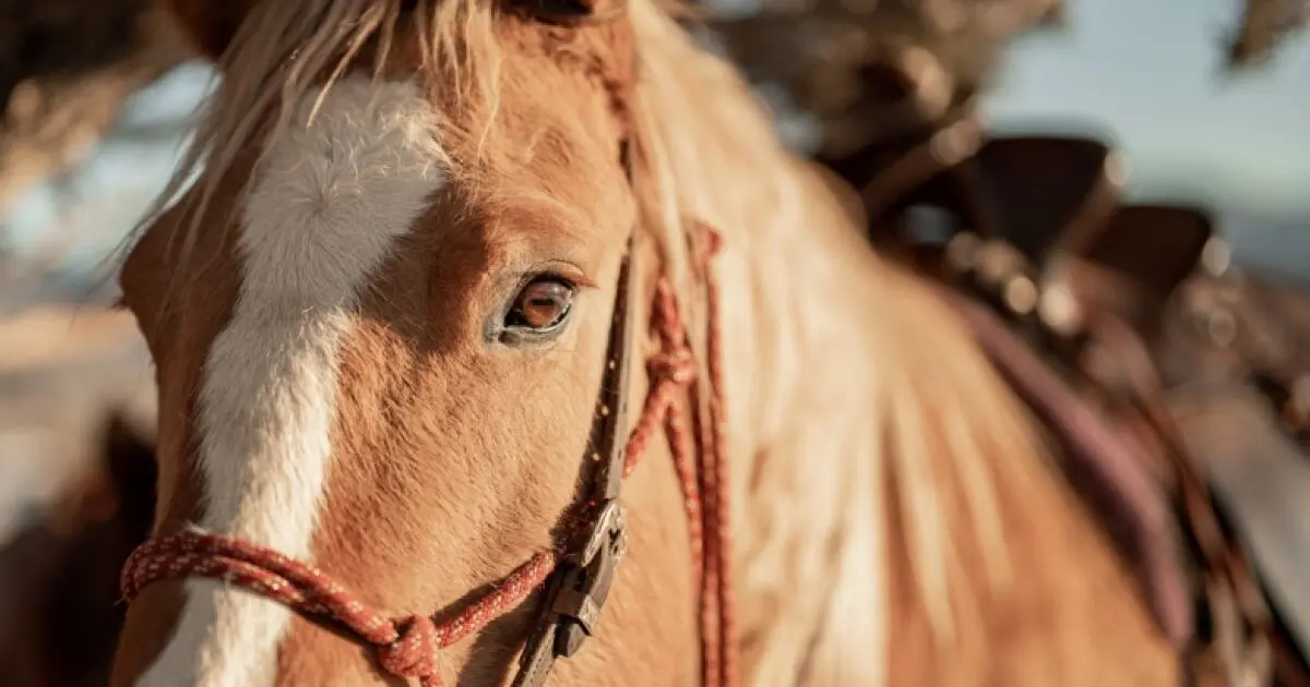 Los caballos pueden detectar el miedo humano a través del olfato