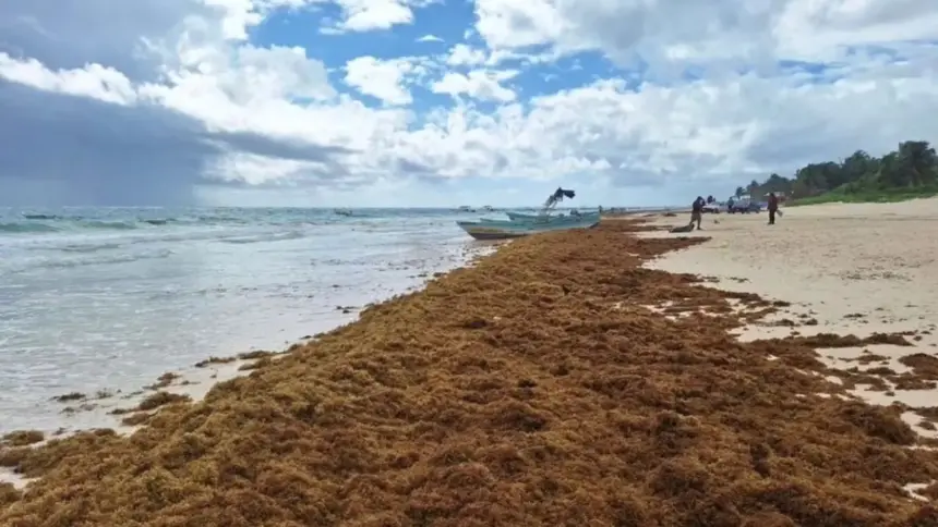 El Caribe mexicano enfrenta una crisis por el sargazo acumulado